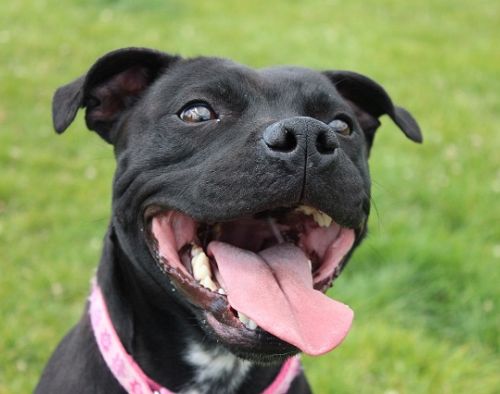 Adopt » Stokenchurch Dog Rescue