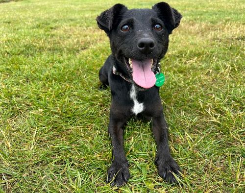 Adopt » Stokenchurch Dog Rescue