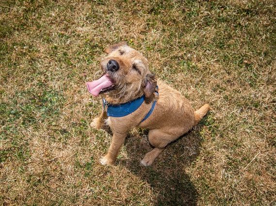 Spacey » Stokenchurch Dog Rescue