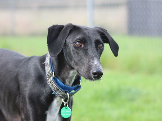 Dudley » Stokenchurch Dog Rescue