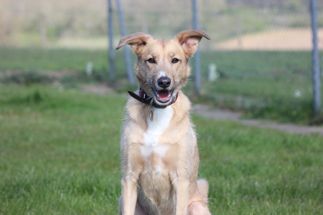 Bailey » Stokenchurch Dog Rescue