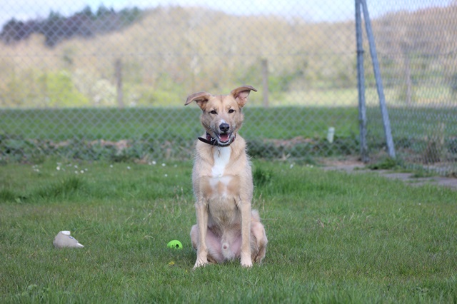 Bailey » Stokenchurch Dog Rescue