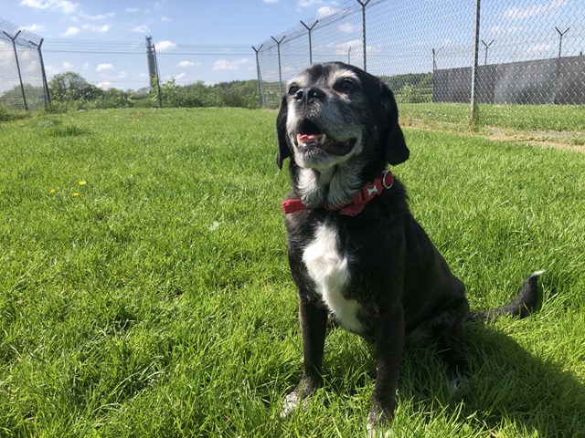Harriet » Stokenchurch Dog Rescue