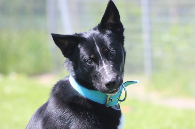 Hoshi » Stokenchurch Dog Rescue