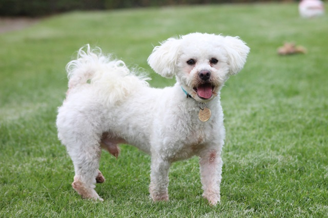Ken » Stokenchurch Dog Rescue
