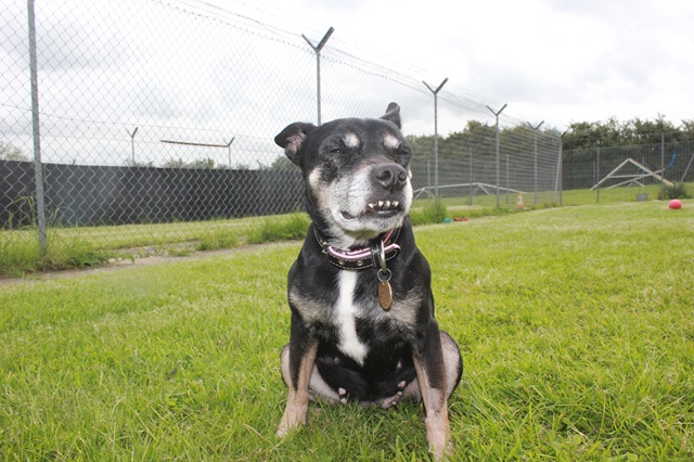 Poppy » Stokenchurch Dog Rescue