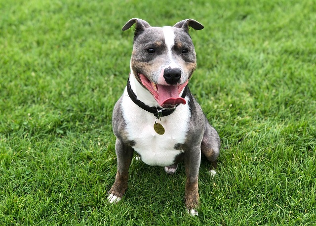 Bullet » Stokenchurch Dog Rescue