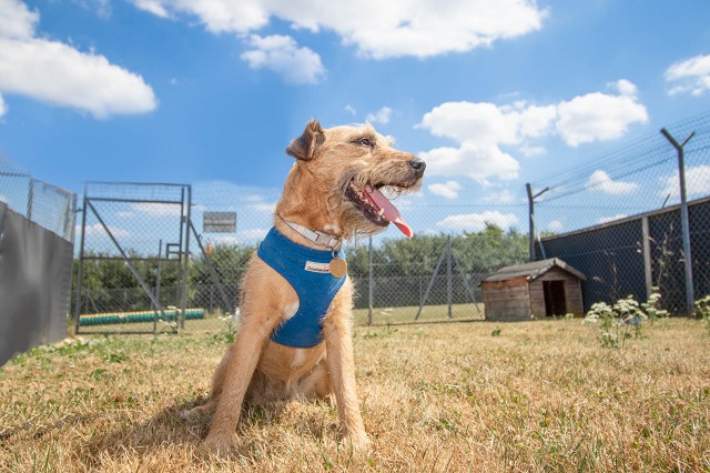 Spacey » Stokenchurch Dog Rescue