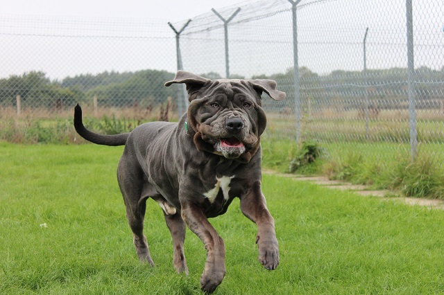 Bobster » Stokenchurch Dog Rescue