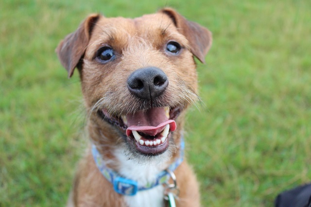 Milo » Stokenchurch Dog Rescue