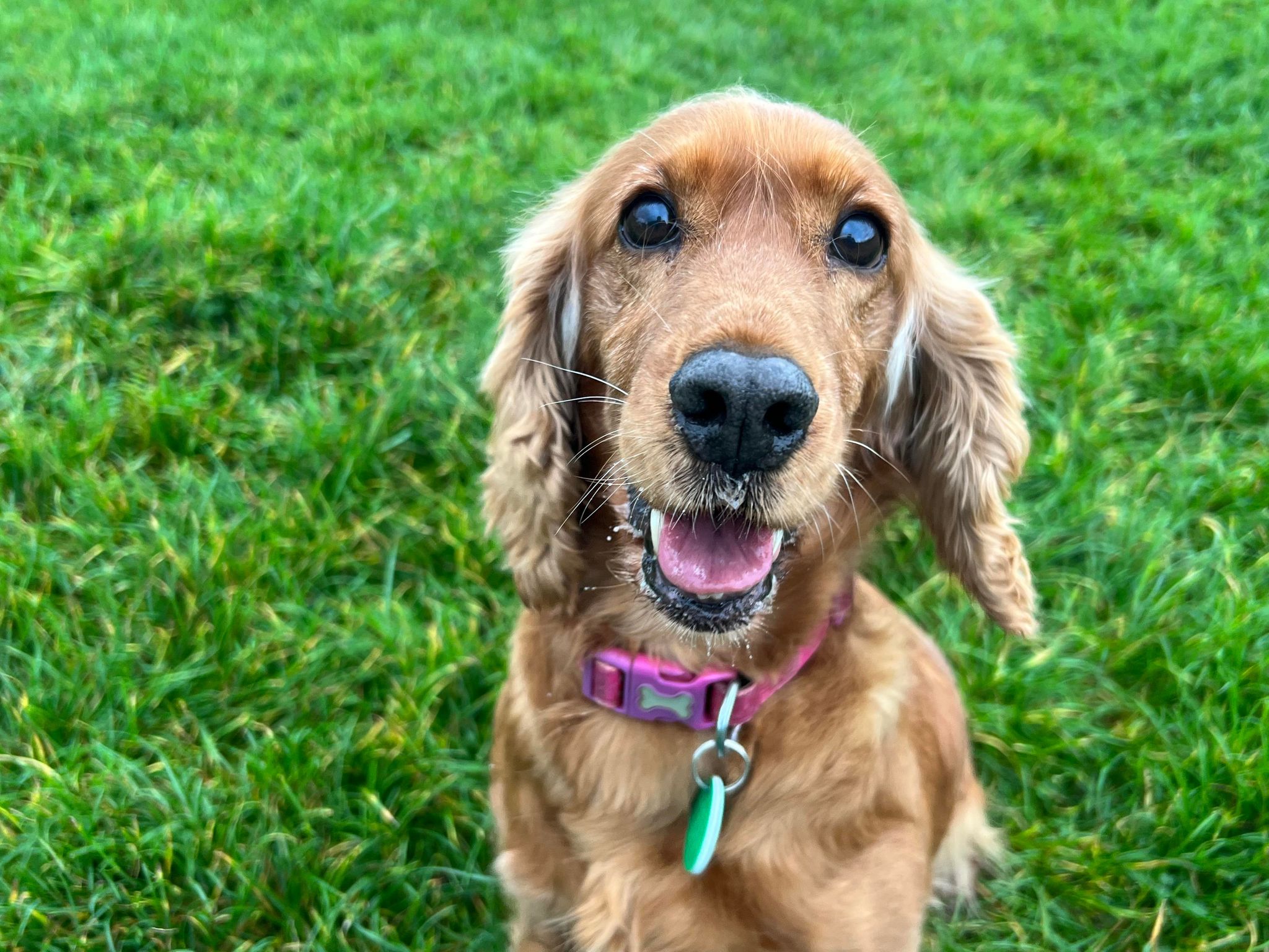 Mush » Stokenchurch Dog Rescue