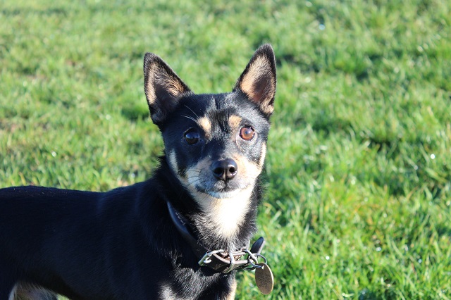 Rolo » Stokenchurch Dog Rescue