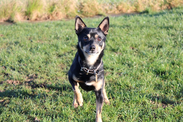 Rolo » Stokenchurch Dog Rescue