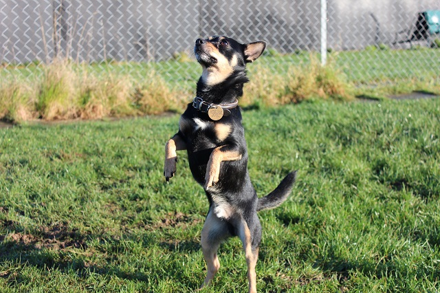 Rolo » Stokenchurch Dog Rescue