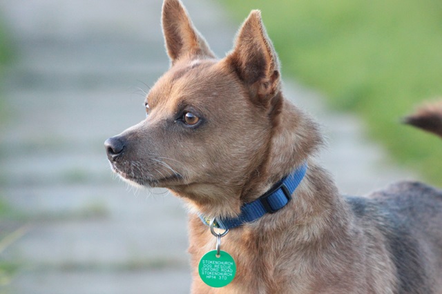 Chico » Stokenchurch Dog Rescue