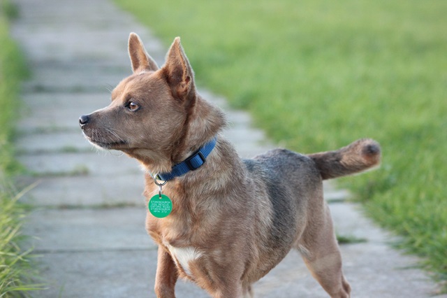 Chico » Stokenchurch Dog Rescue