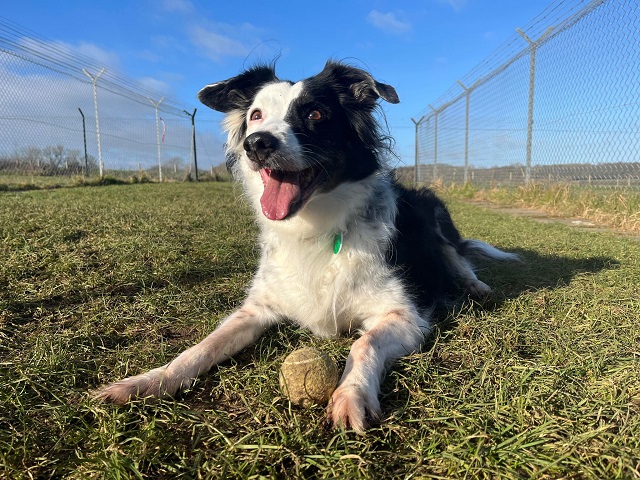 Dolly » Stokenchurch Dog Rescue