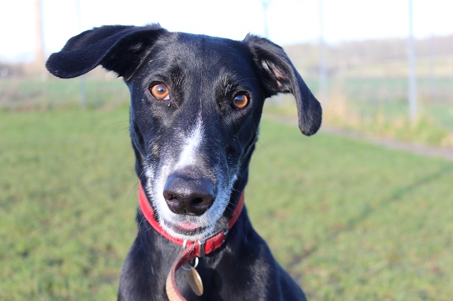 Frazzle » Stokenchurch Dog Rescue