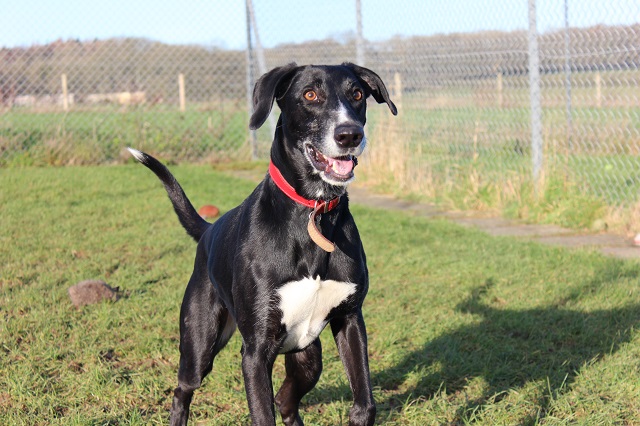 Frazzle » Stokenchurch Dog Rescue