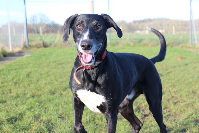 Frazzle » Stokenchurch Dog Rescue