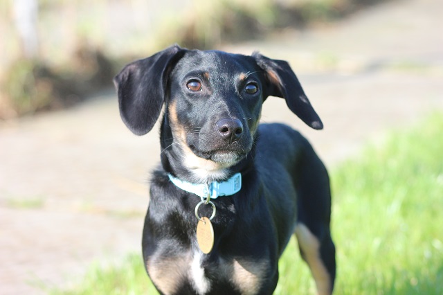 Garth » Stokenchurch Dog Rescue