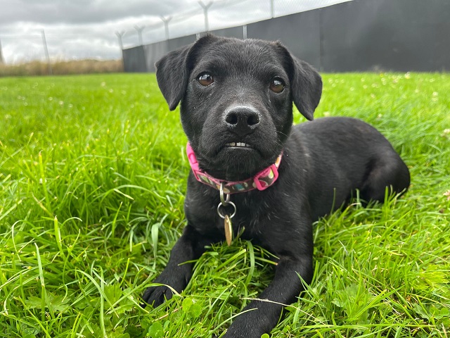 Heidi » Stokenchurch Dog Rescue