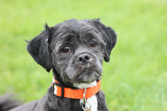 Nigel » Stokenchurch Dog Rescue