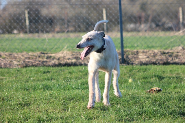 Ash » Stokenchurch Dog Rescue