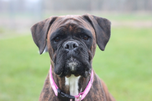 Gigi » Stokenchurch Dog Rescue