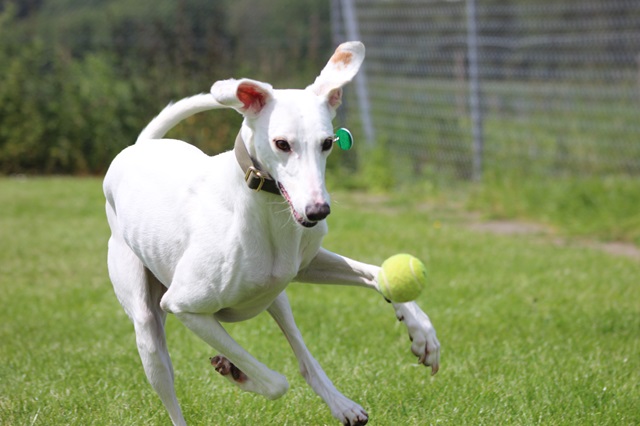 Hopper » Stokenchurch Dog Rescue