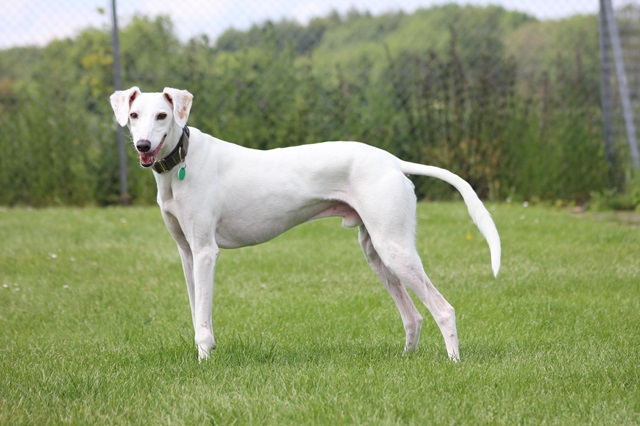 Hopper » Stokenchurch Dog Rescue