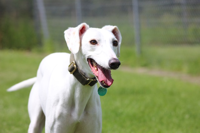 Hopper » Stokenchurch Dog Rescue