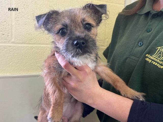 Rain » Stokenchurch Dog Rescue