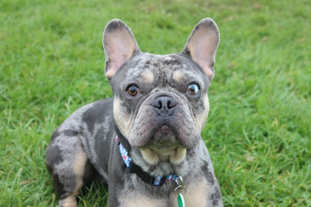 Bolo » Stokenchurch Dog Rescue