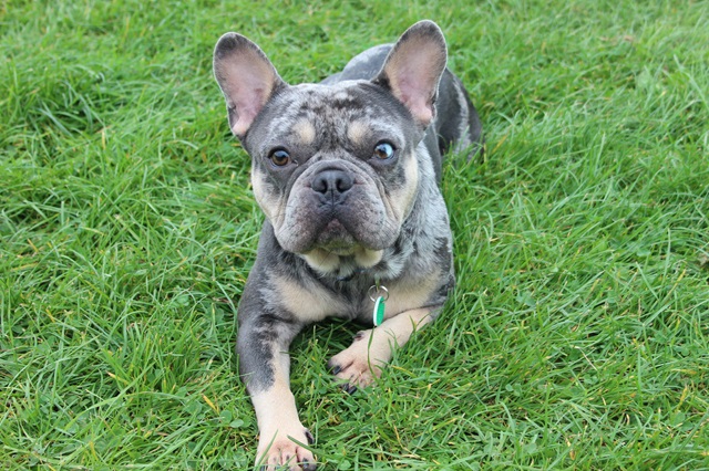 Bolo » Stokenchurch Dog Rescue