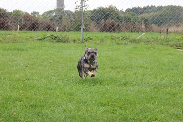 Bolo » Stokenchurch Dog Rescue