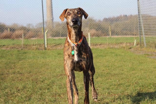 Bolt » Stokenchurch Dog Rescue