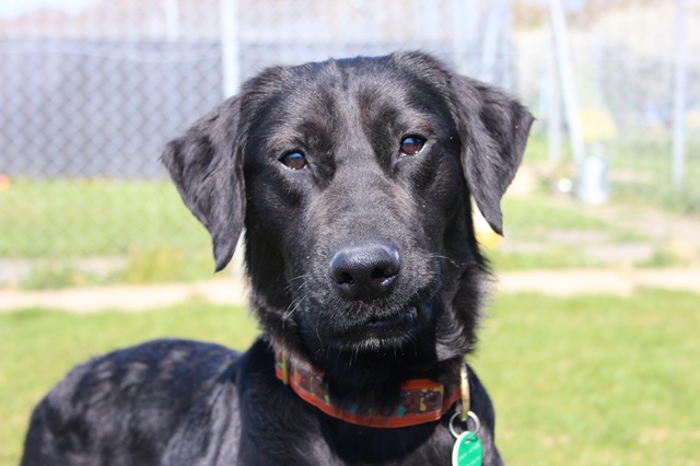 Goji » Stokenchurch Dog Rescue