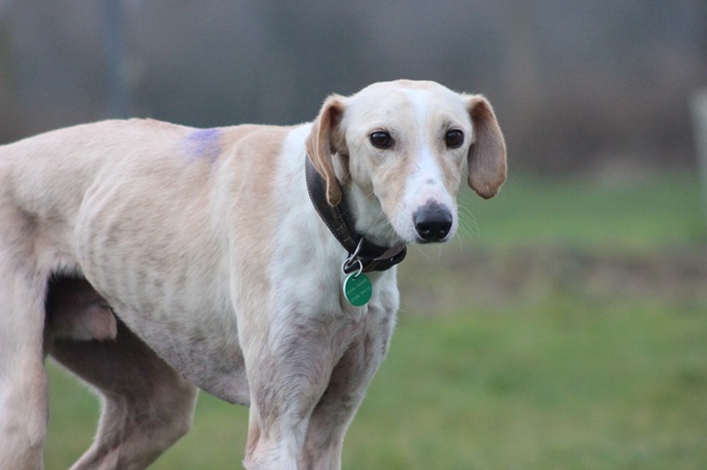 Kylo » Stokenchurch Dog Rescue