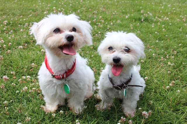 Lucky & Irwin » Stokenchurch Dog Rescue