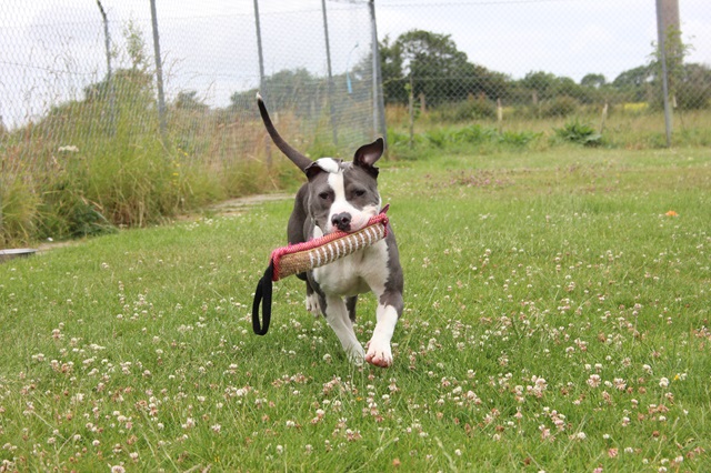 Ocean **APPLICATION ONLY** » Stokenchurch Dog Rescue