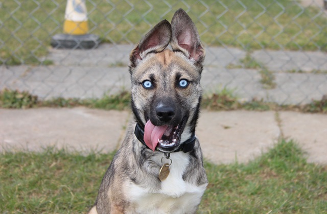 Phoenix » Stokenchurch Dog Rescue