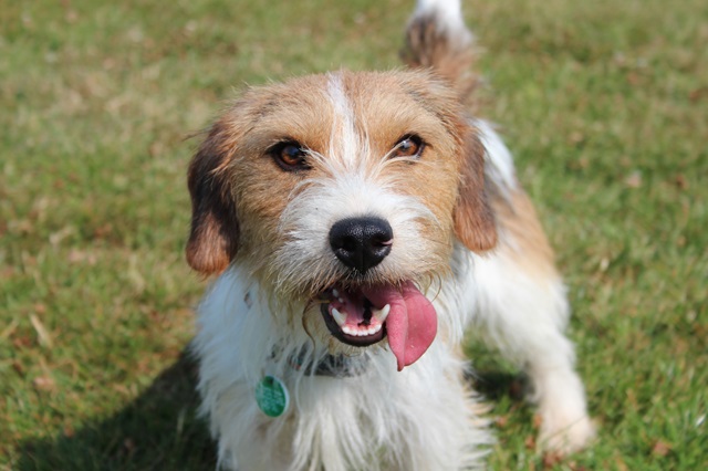 Sonny » Stokenchurch Dog Rescue