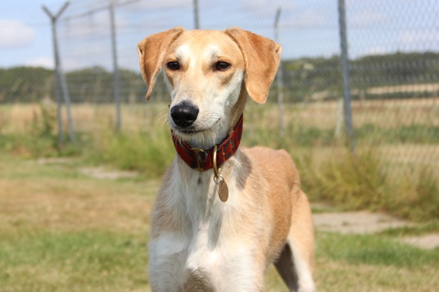 Tim » Stokenchurch Dog Rescue