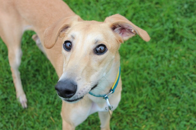 Toast » Stokenchurch Dog Rescue