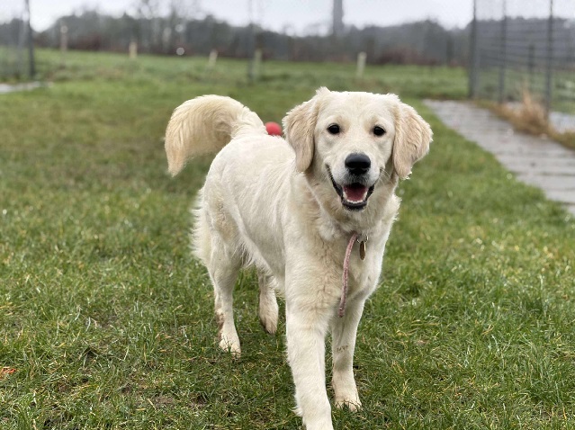 Tilly » Stokenchurch Dog Rescue